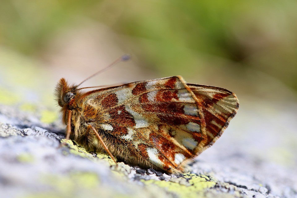 Gli insetti svizzeri (ma non proprio tutti) minacciati dal ...
