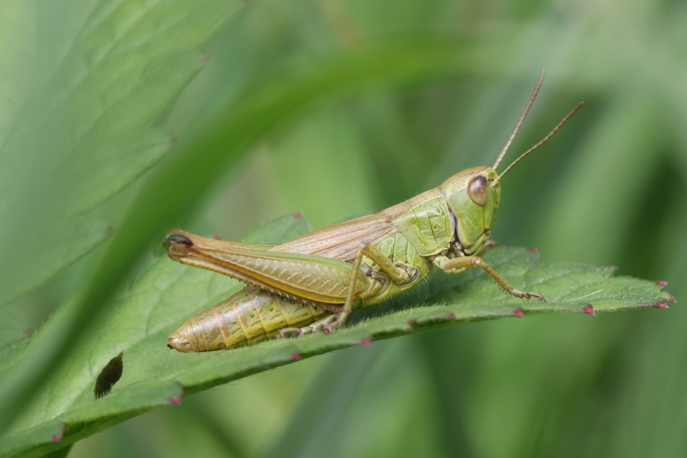 Gli insetti svizzeri (ma non proprio tutti) minacciati dal ...