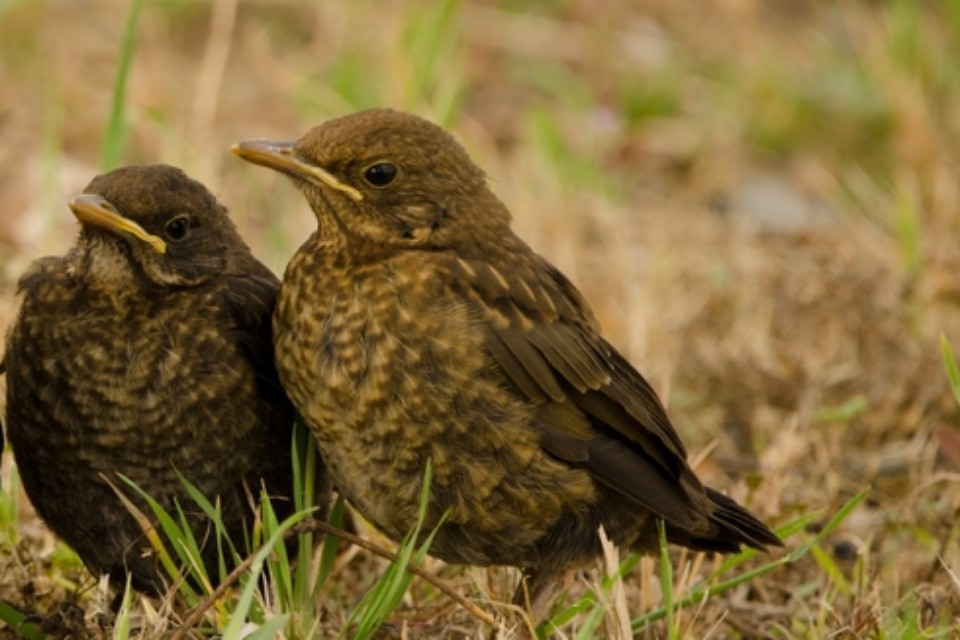 Eccoci ai giorni della merla
