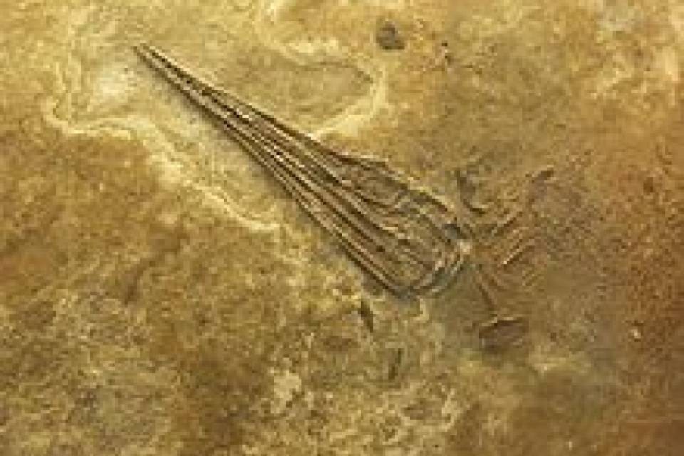 Dal San Giorgio un fossile di saurittide