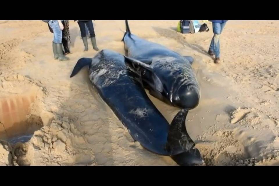 Francia: dieci balene spiaggiate a Calais